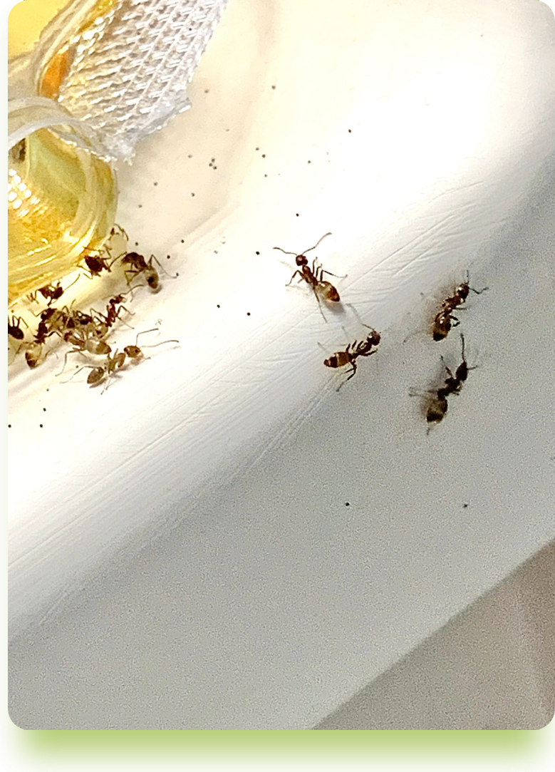Ants